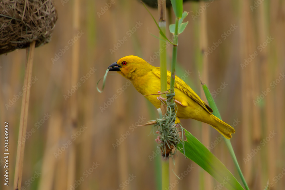 nice specimen of yellow veaver in the African savannah in South Africa ...