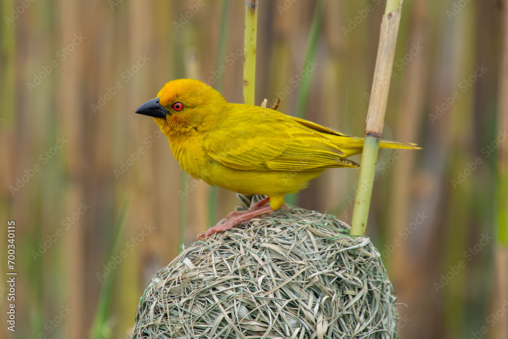 nice specimen of yellow veaver in the African savannah in South Africa ...
