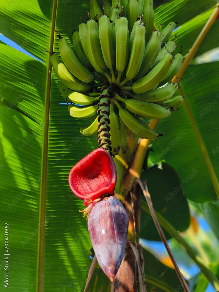 banana tree with banana , Musa acuminata, a banana plant, features ...