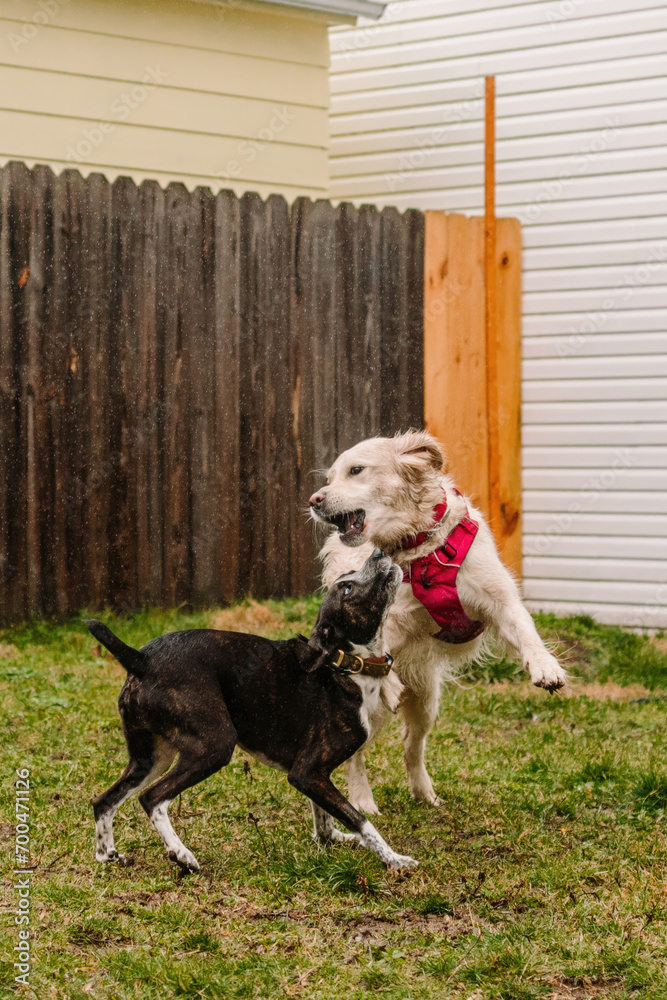 Two dogs (Golden Retriever and Hound Mix) play fighting in the rain ...