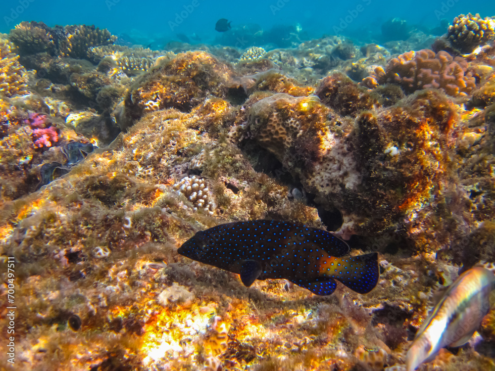 Cephalopholis argusб Peacock garrupa or garrupa-argus in the expanse of ...