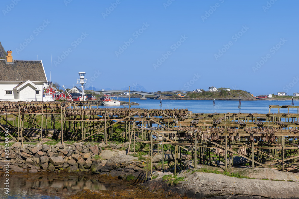 Clear skies grace the traditional cod drying racks in Reine, Moskenesoy ...