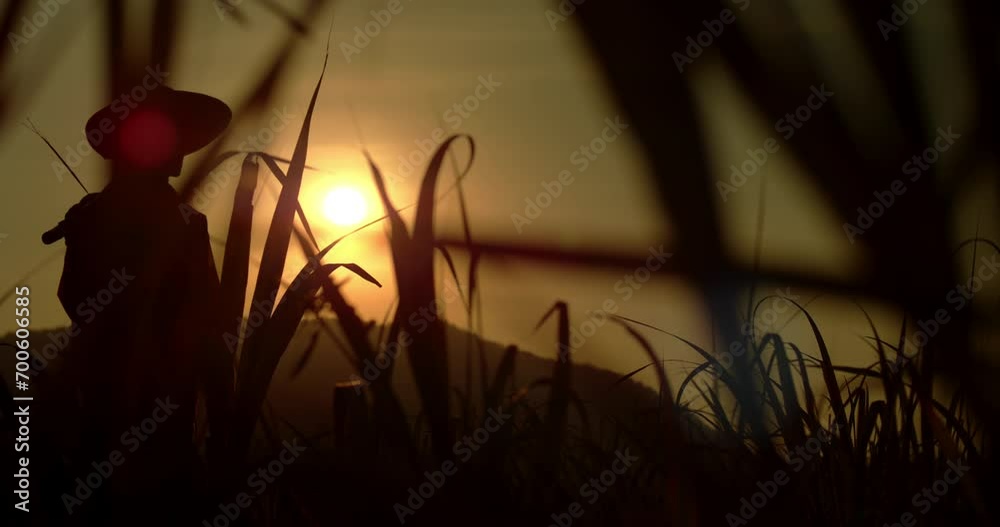 Slow motion scene at sunset with flare of sunlight as Asian farmer who ...