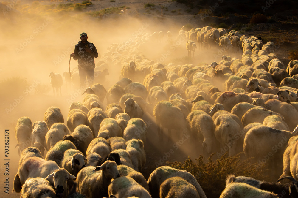 The journey of a shepherd and her flock of sheep on dust-covered roads ...