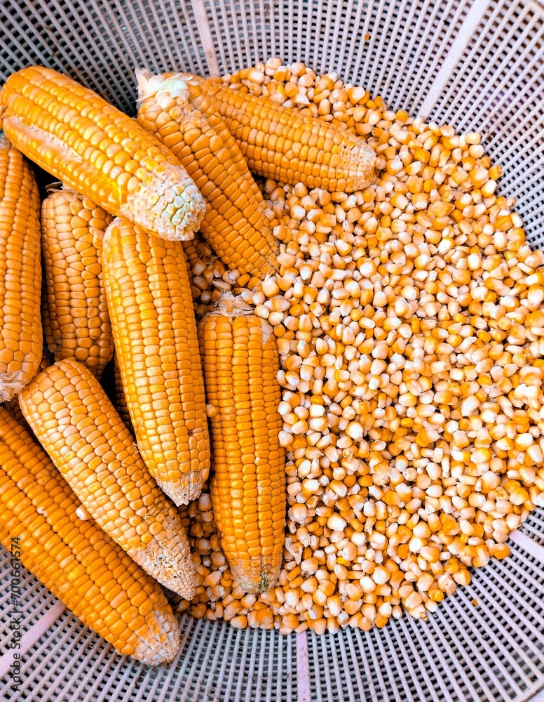 Maize cobs and grains sweet corn on the cob yellow whole ear-maize ...