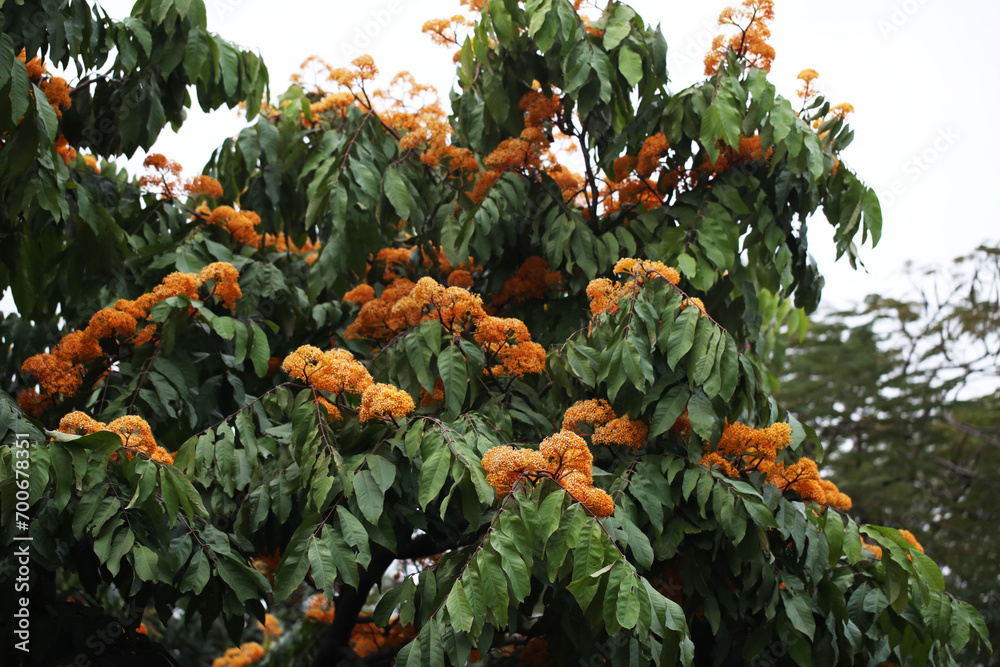 Ashoka tree (Saraca indica) with bright orange flowers blooming Stock ...