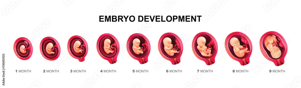 Human embryo development stages. Pregnancy and fetal body growth ...