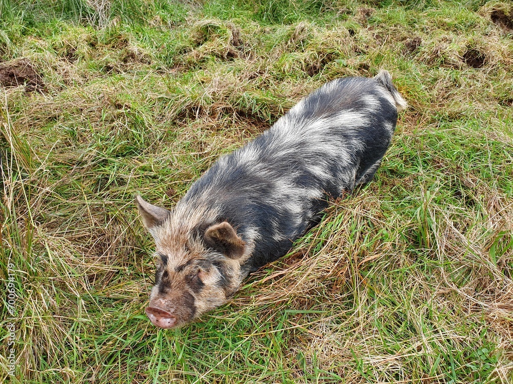 Foto de Kunekune pig a small domestic livestock breed from New Zealand ...