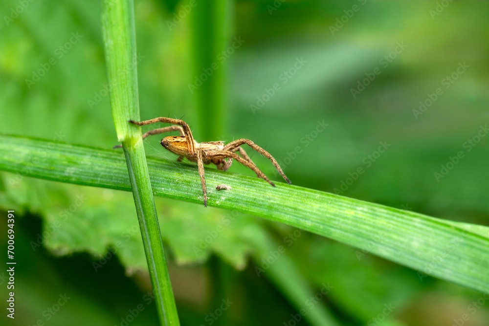 Nursery web spider, Pisaura mirabilis, spider, spiders, nursery, web, spider web, garden spider ...