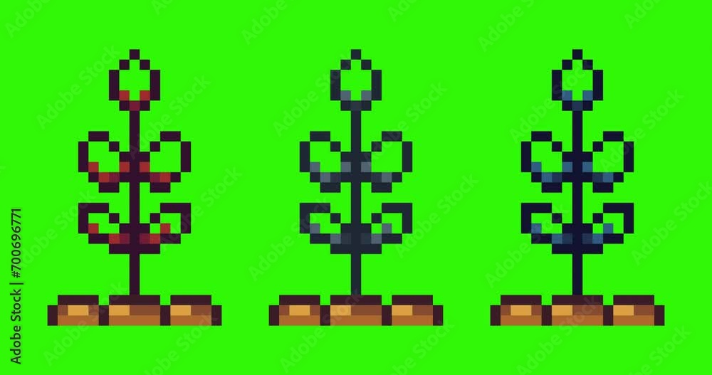 Green screen of paddy,rice plant icon bits pixel slowly appeared and ...