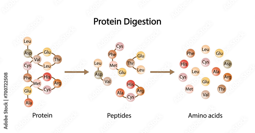 Protein Digestion. Proteases Enzymes (proteinases and peptidases) are ...