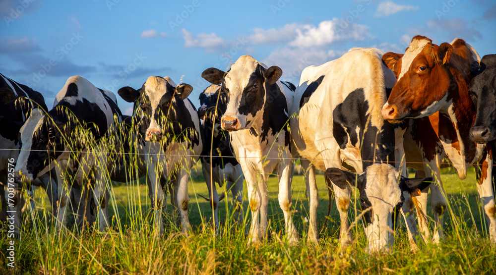 Troupeau de vaches laitières dans les champs en pleine nature. Stock Photo | Adobe Stock