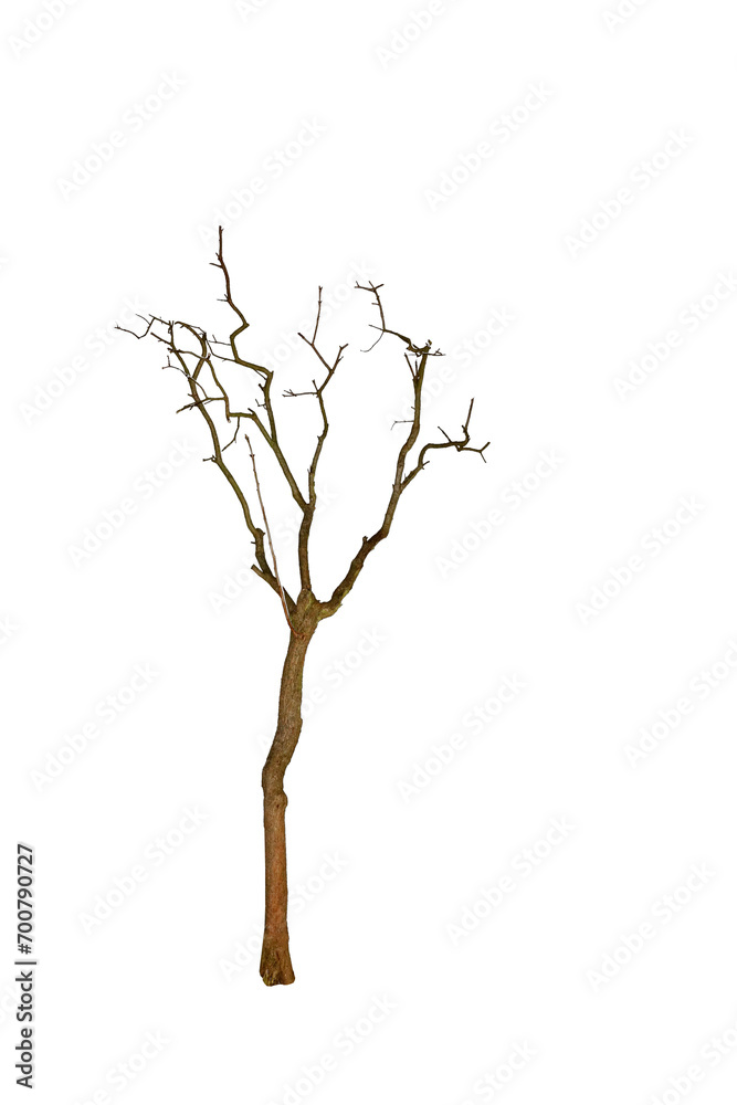 Syringa vulgaris ( Common Lilac ) - A small , bare tree covered with a ...