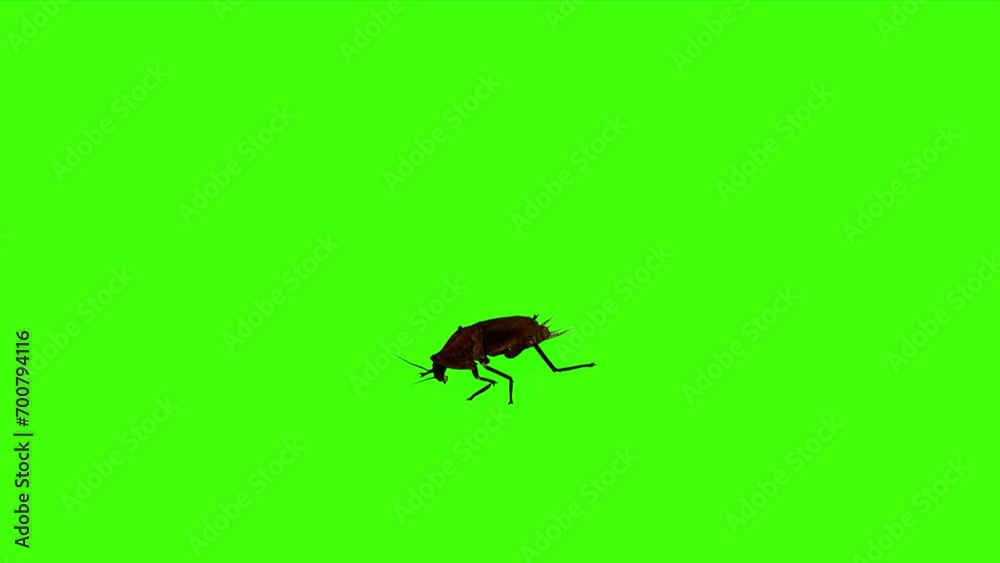 3D cockroach insect walking seamless loop rendering with top front view ...