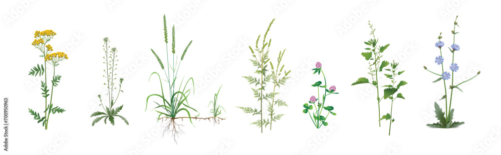 Realistic drawings set of wild field, meadow, steppe (some medicinal ...