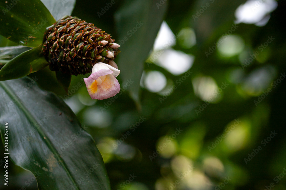 wild cardamom (Aframomum angustifolium) in Sri Lanka Stock Photo ...