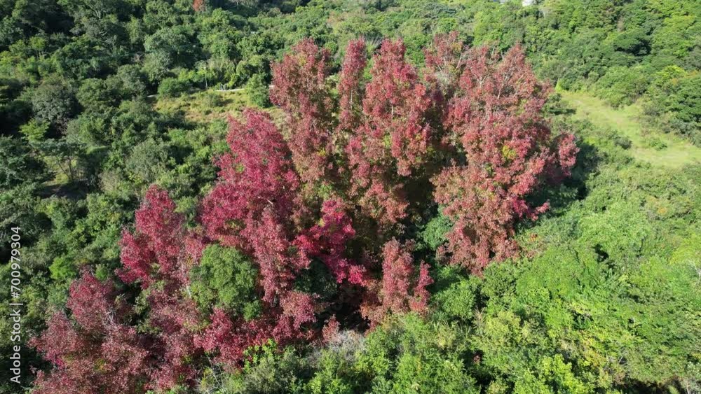 Vidéo Stock Sweet Gum in Kau Tam Tso Wu Kau Tang Tai Tong Tai Po, one ...