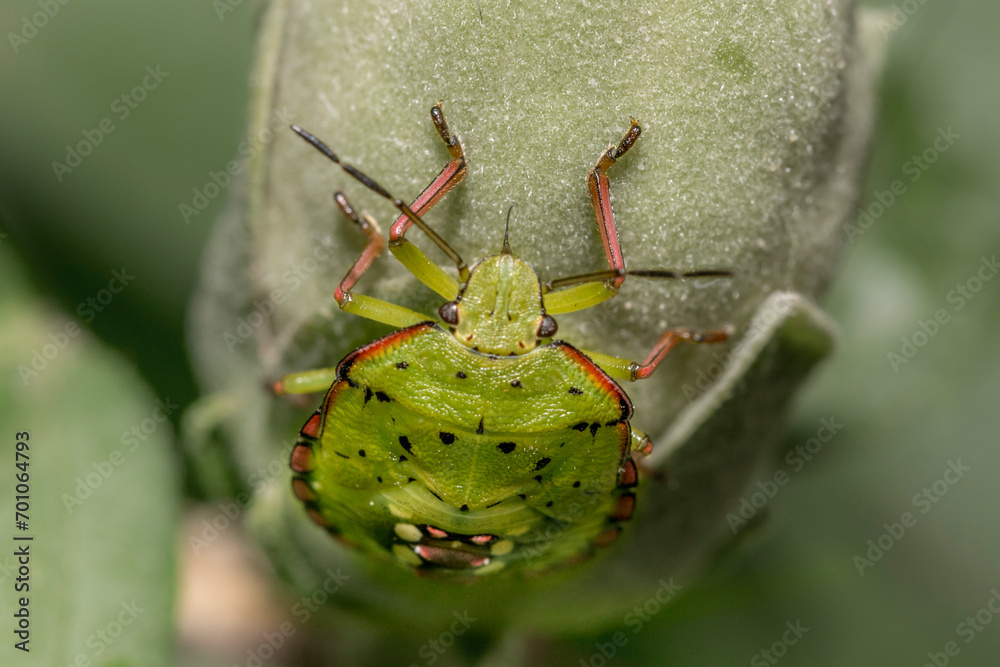 Fifth instar of a southern green shield bug (Nezara viridula) Stock ...