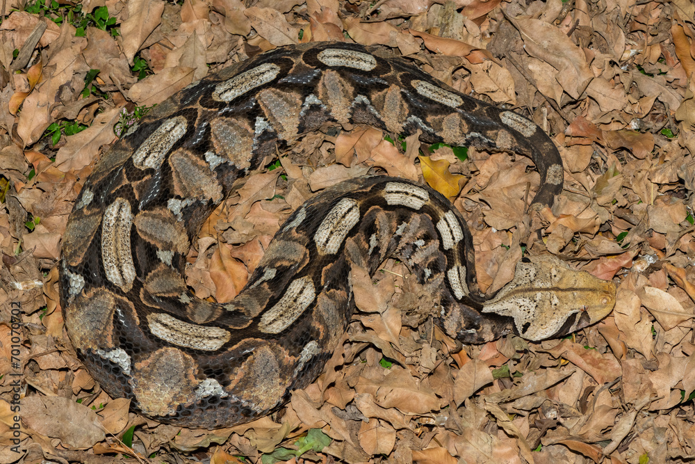 Gaboon Adder (Bitis gabonica), also called the Gaboon Viper, displaying ...