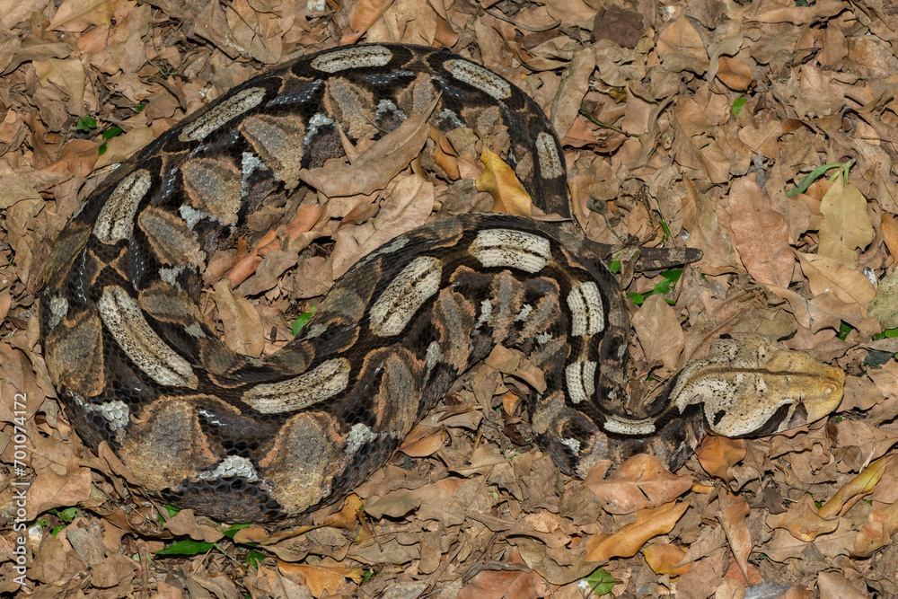 Gaboon Adder (Bitis gabonica), also called the Gaboon Viper, displaying ...