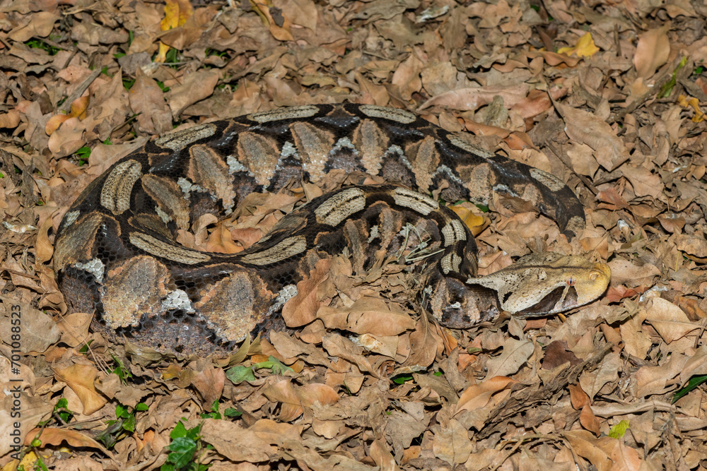 Gaboon Adder (Bitis gabonica), also called the Gaboon Viper, displaying ...