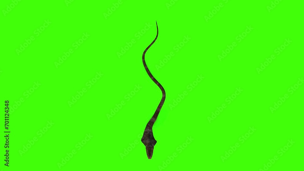 3D realistic Cobra Snake Crawling loop on green screen render, top view ...