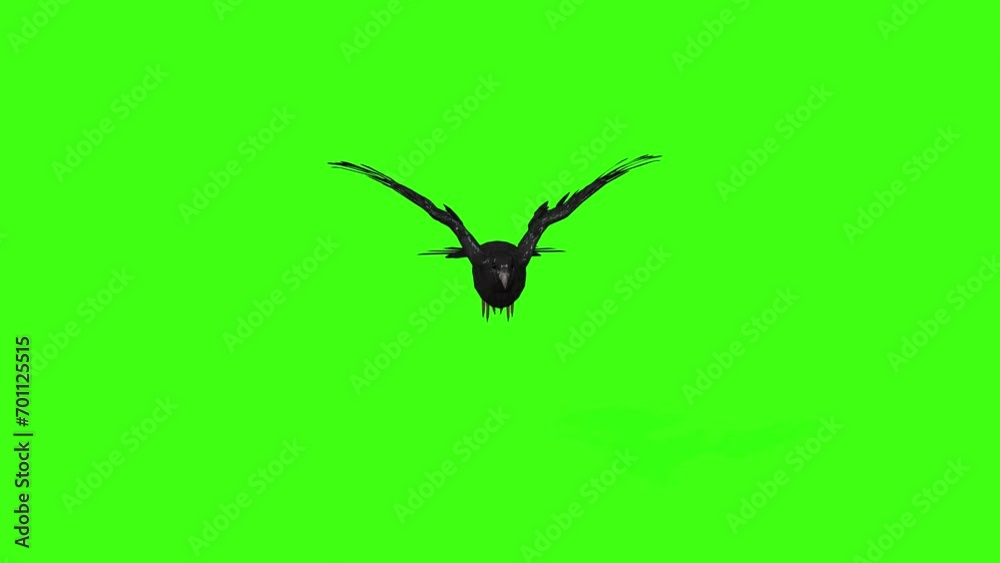 bird Crow Fly Loop Front Green Screen Halloween Horror 3D Rendering ...