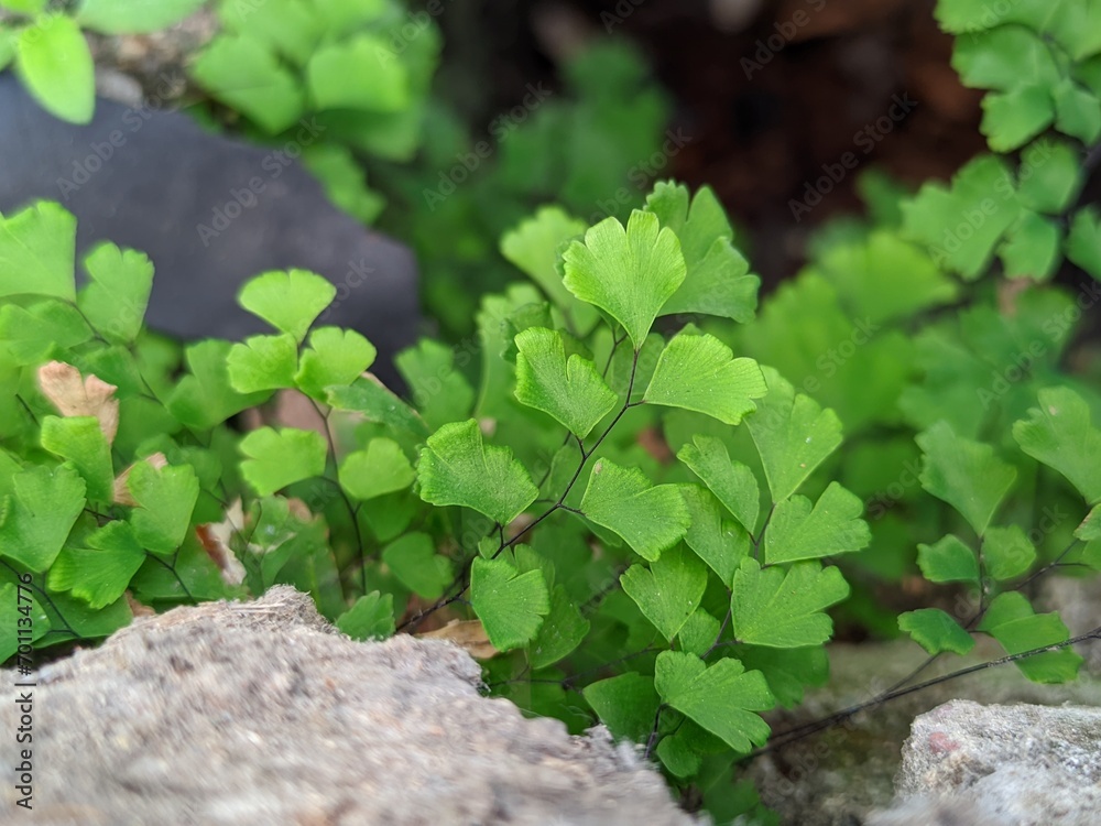 Adiantum raddianum, also called moringa suplir, is a type of suplir ...