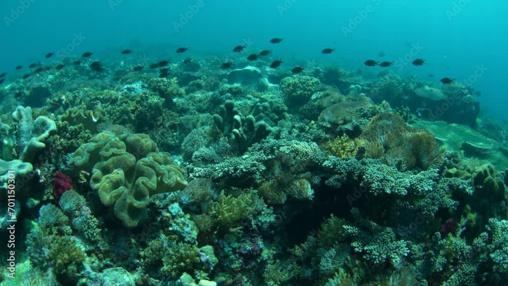 Vidéo Stock Reef fish swim over a healthy coral reef at the remote ...
