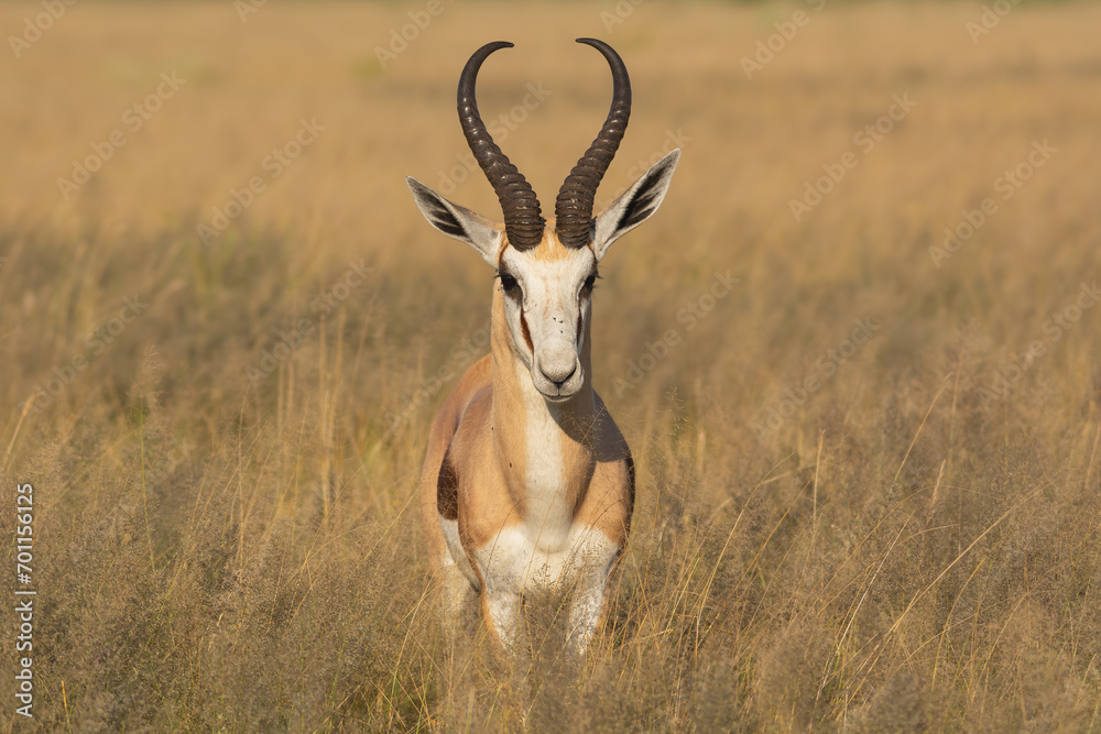 Foto de Springbok, springbuck - Antidorcas marsupialis buck in dried ...