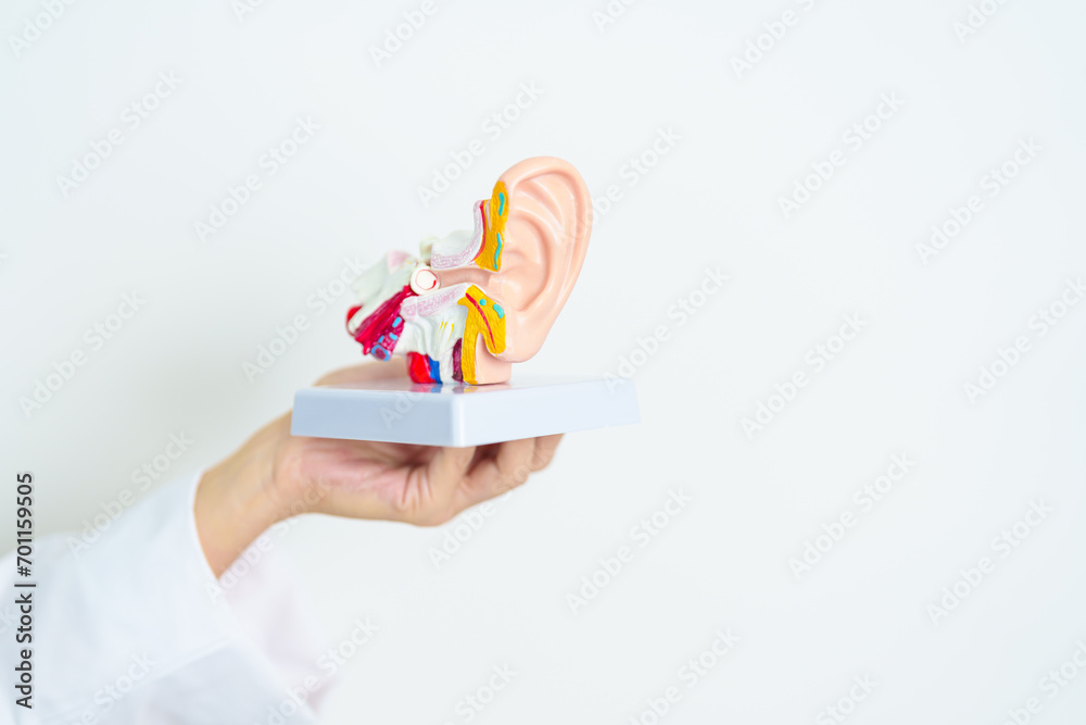 Doctor holding human Ear anatomy model. Ear disease, Atresia, Otitis ...