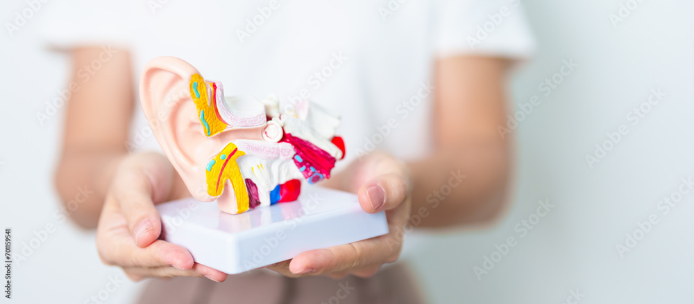 Woman holding human Ear anatomy model. Ear disease, Atresia, Otitis ...