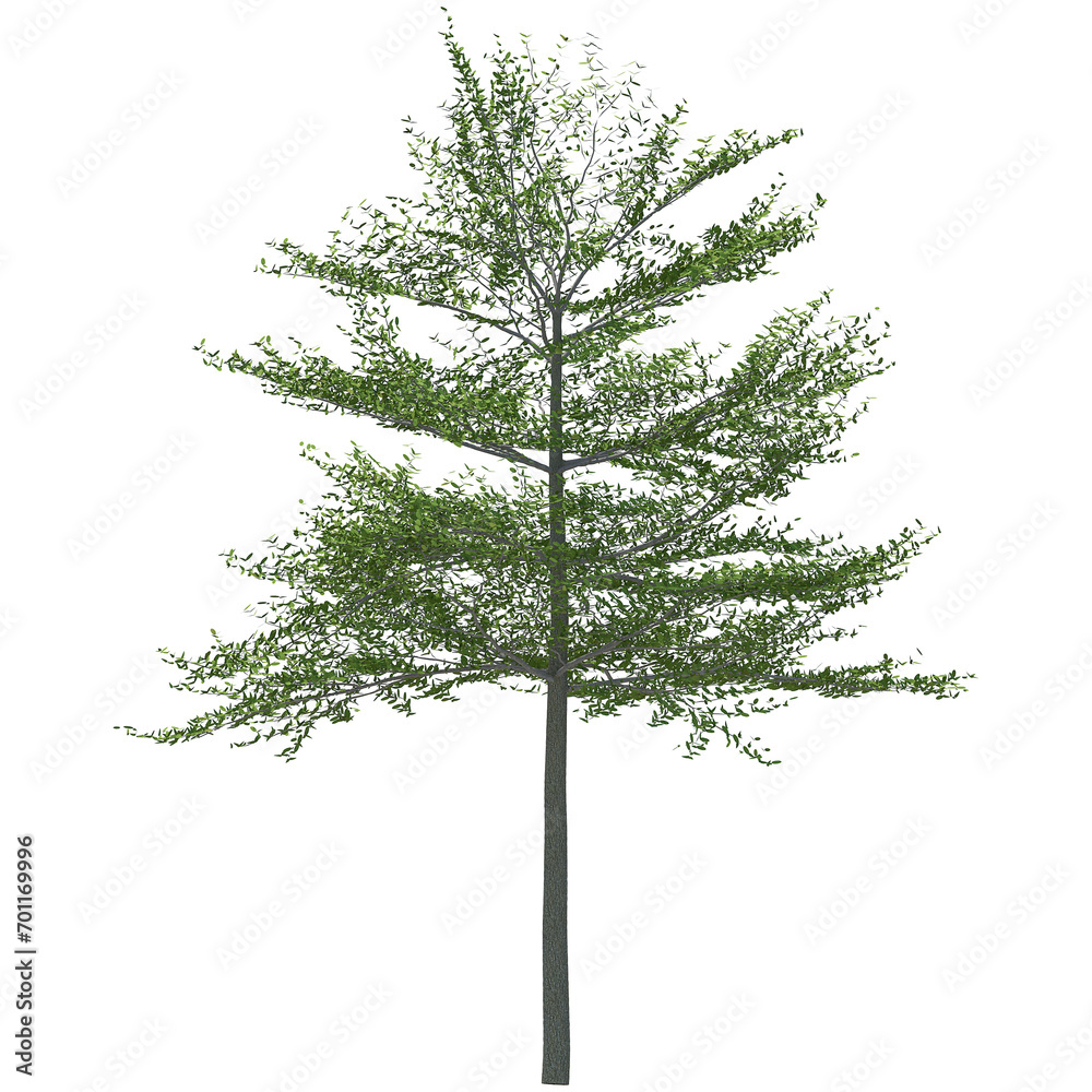 Madagascar almond or Terminalia neotaliala, the Madagascar almond tree ...