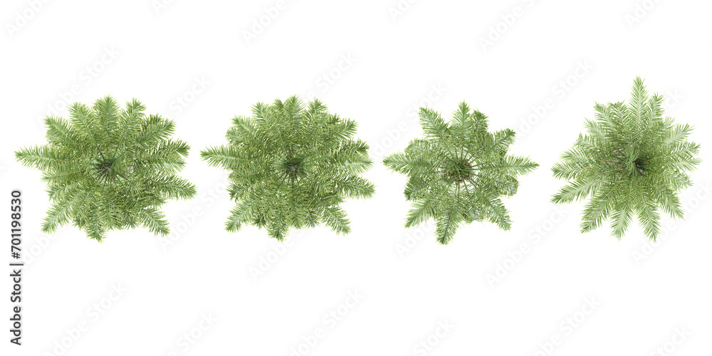 Set of Queen Palm,Date Palm trees and shrubs, 3D rendering. top view ...