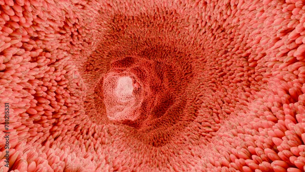 intestinal villi.Red microvilli in a intestinal tract. close-up ...