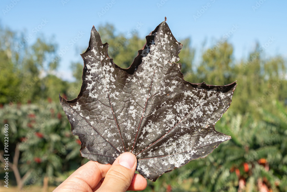Male hand holding red maple leaf diseased of powdery mildew, fungal ...