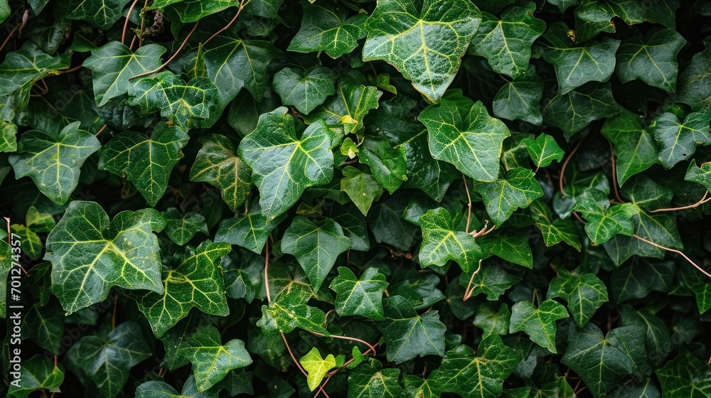 Lush ivy wall texture with green leaves and natural growth. Stock Photo ...