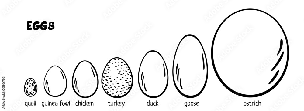 Eggs set. Chicken, quail, duck, turkey, goose, duck, ostrich. Different ...