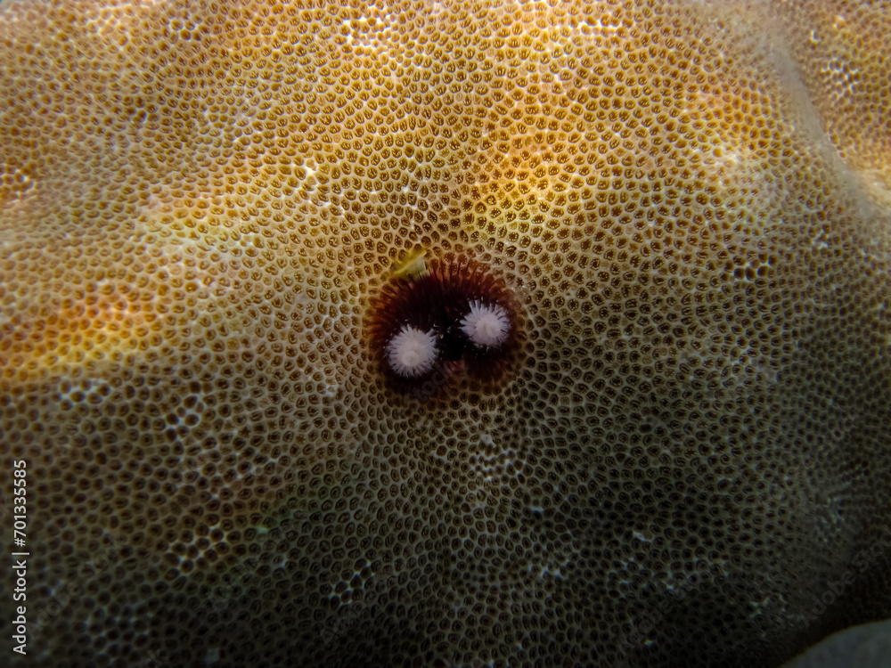 Spirobranchus giganteus in a coral reef of the Red Sea Stock Photo ...