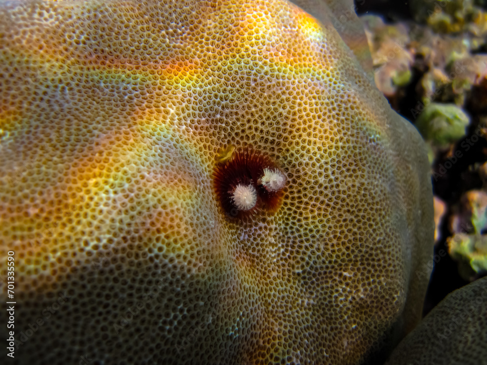 Spirobranchus giganteus in a coral reef of the Red Sea Stock Photo ...