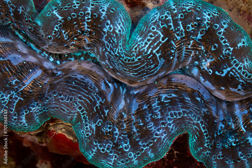 Detail of a vivid giant clam mantle, Tridacna maxima, growing on a ...