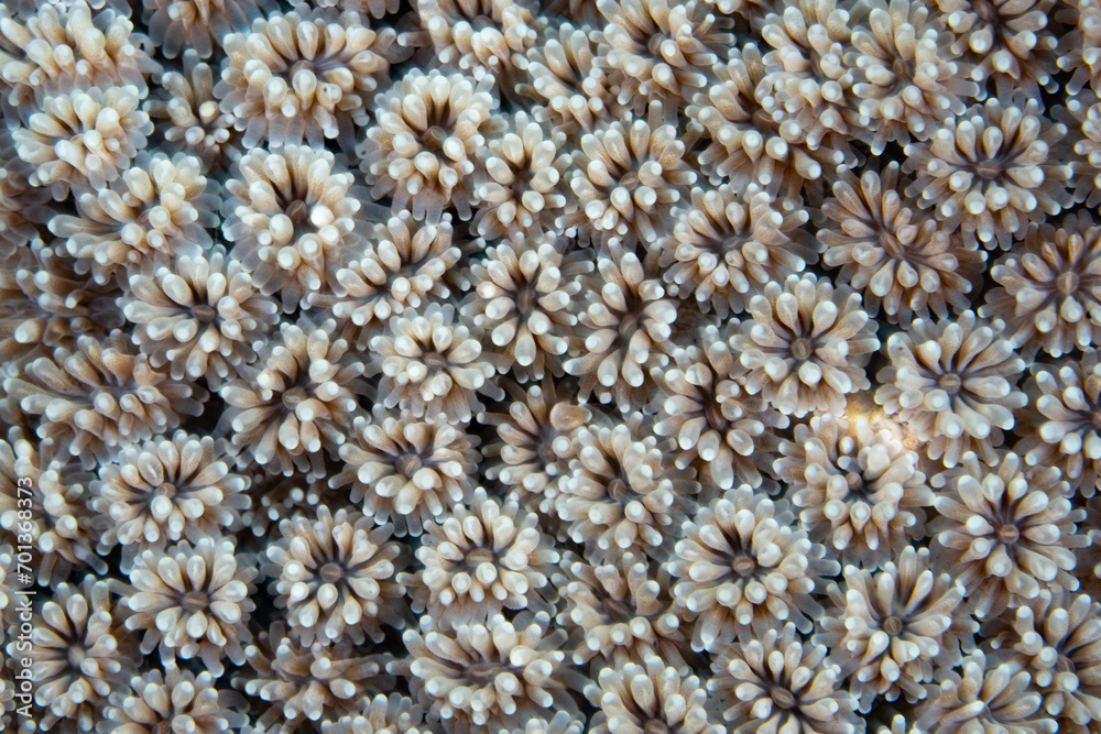 Detail of a Galaxea coral colony growing on a beautiful reef in Raja ...