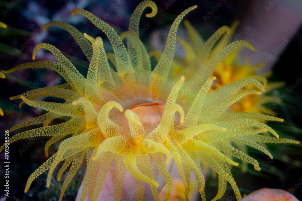 An orange cup coral polyp, Tubastrea coccinea, uses its tentacles to ...