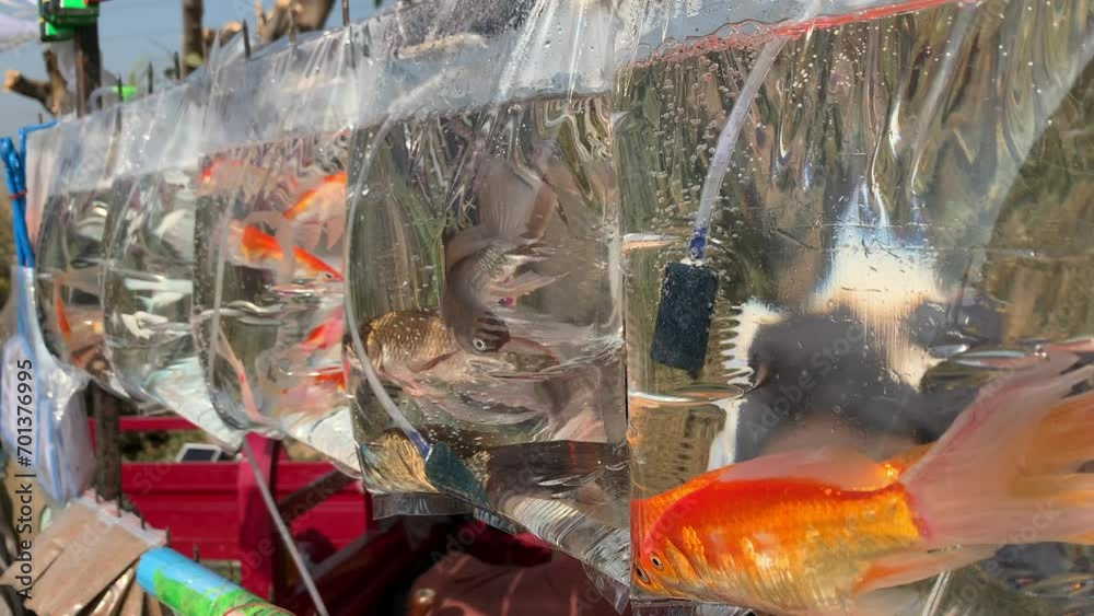 Vidéo Stock Fish in plastic bags for sale. Fish are swimming in plastic ...