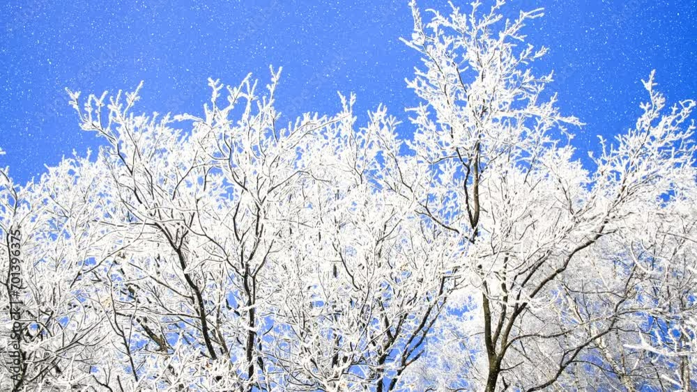 Beautiful winter white trees with falling snow 4K. Forest, park, tree ...
