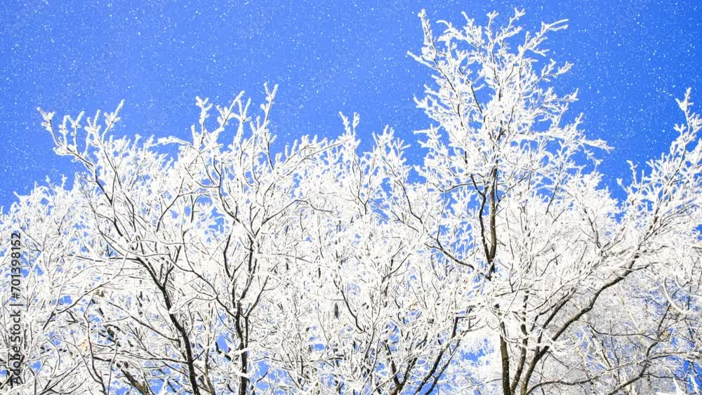 Beautiful winter white trees with falling snow 4K. Forest, park, tree ...
