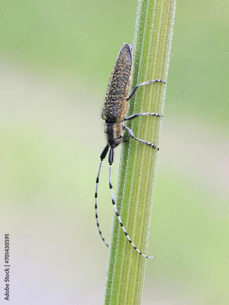 Golden-bloomed grey longhorn beetle, Agapanthia villosoviridescens ...