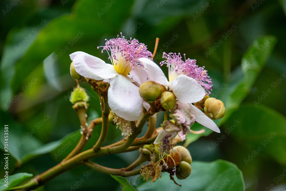 Flor do urucuzeiro, árvore cujo fruto é o urucum, de onde se extrai o ...