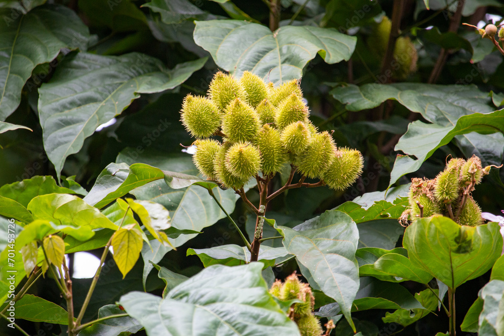 Urucuzeiro é uma árvore cujo fruto é o urucum, de onde se extrai o ...