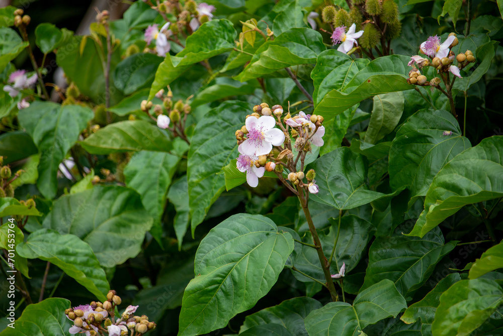 Flor do urucuzeiro, árvore cujo fruto é o urucum, de onde se extrai o ...